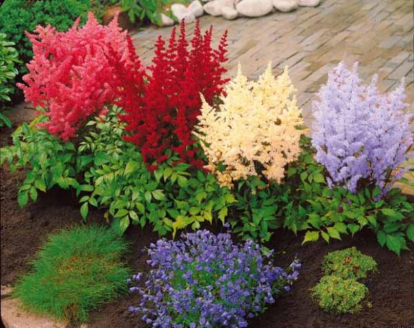 Les vivaces en aménagement paysager - Bricolage maison