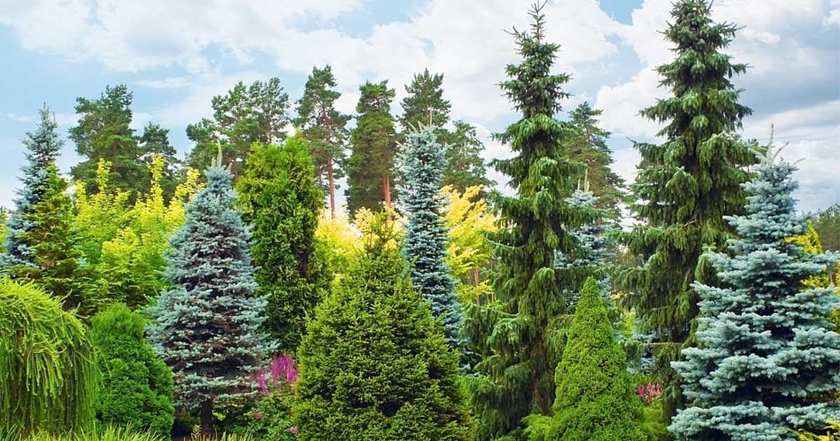Les conifères : plantation, transplantation et entretien - Bricolage maison
