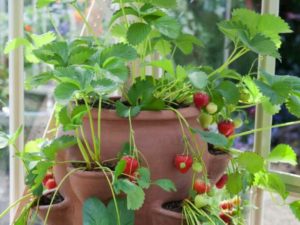 10 legumes et fruits a cultiver en pot : choix & conseils