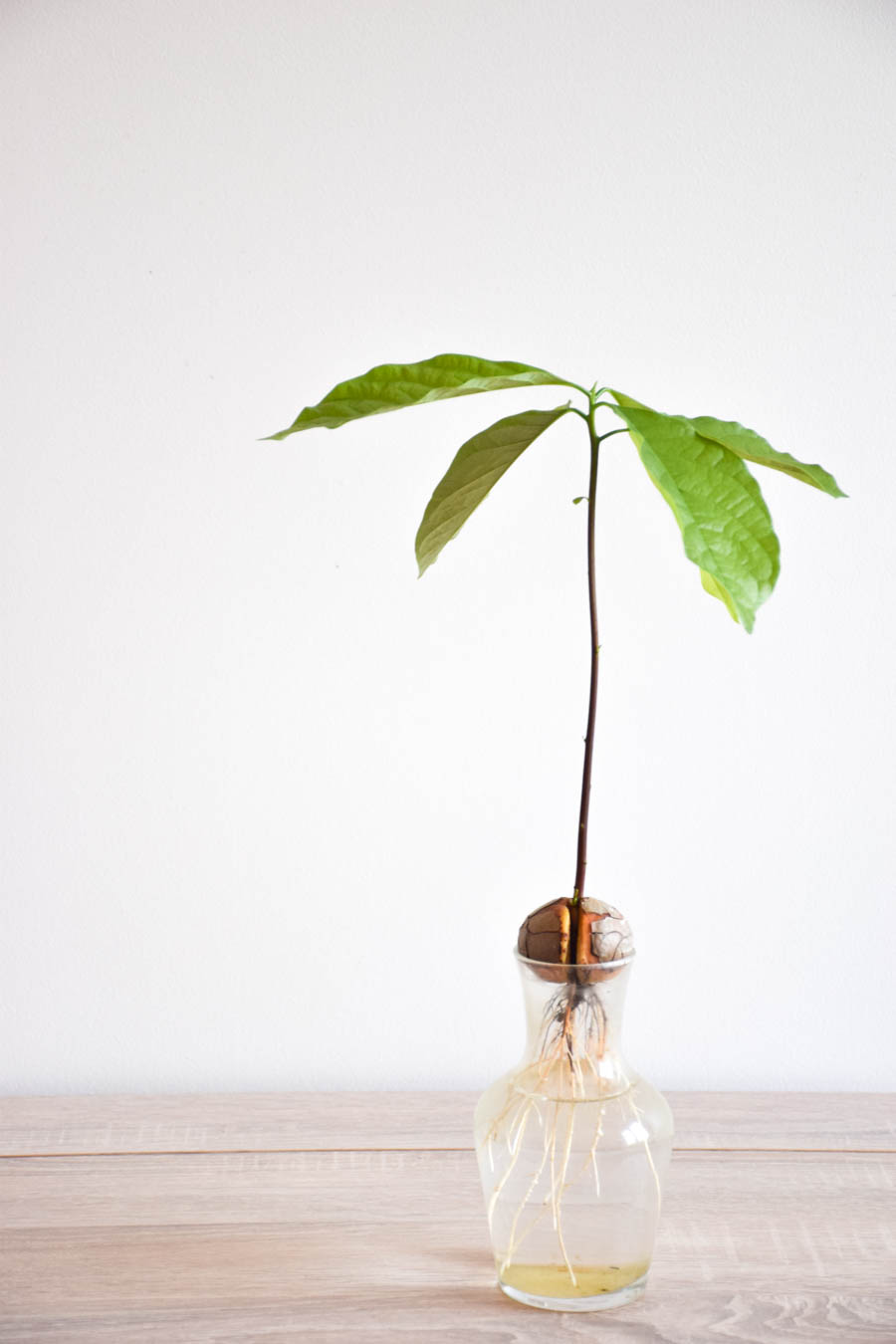 Avocatier en pot : conseils germination noyau & culture