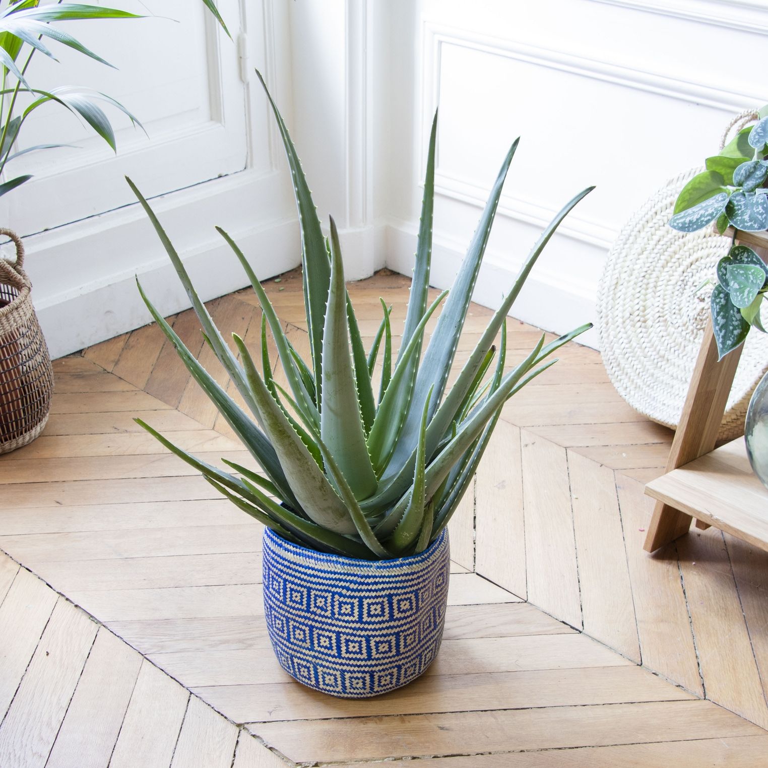 Culture aloe vera en pot : plantation, extraction du gel & utilisations Culture aloe vera en pot : plantation, extraction du gel & utilisations