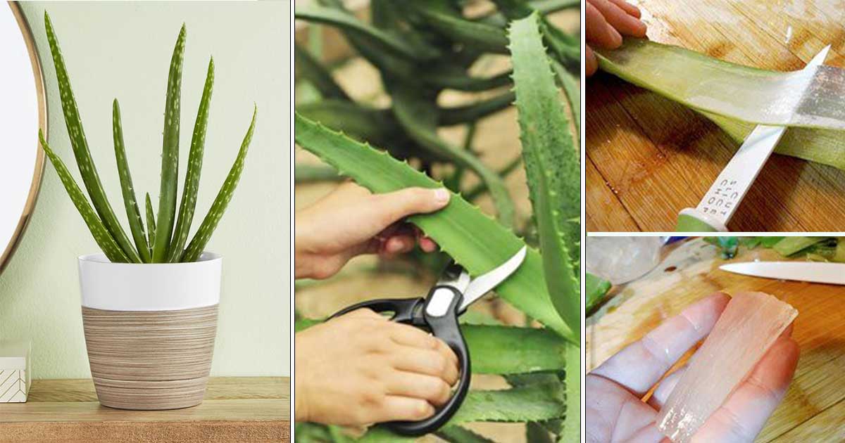 Culture aloe vera en pot : plantation, extraction du gel & utilisations Culture aloe vera en pot : plantation, extraction du gel & utilisations