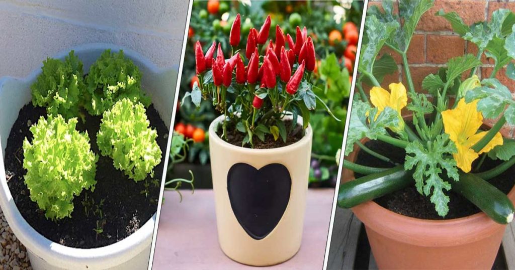 Idees potager vertical : creer potager avec pvc, palette ou balconniere
