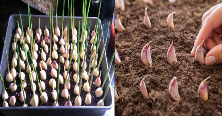 Methodes et technique pour cultiver facilement l ail chez soi