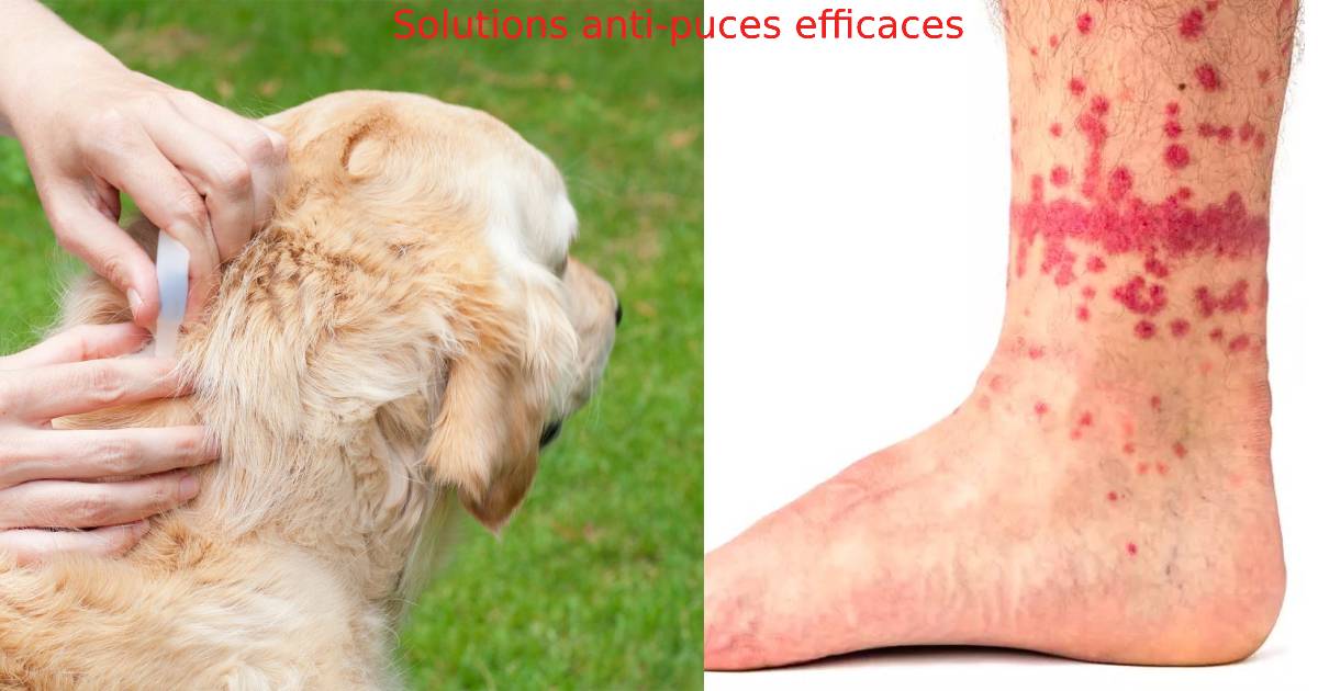 Comment se débarrasser des puces de parquet