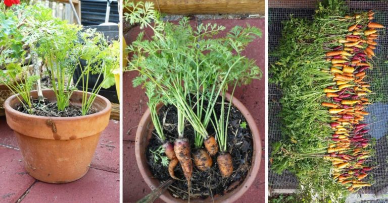 Conseils de culture de carotte pour avoir une récolte de qualité ...