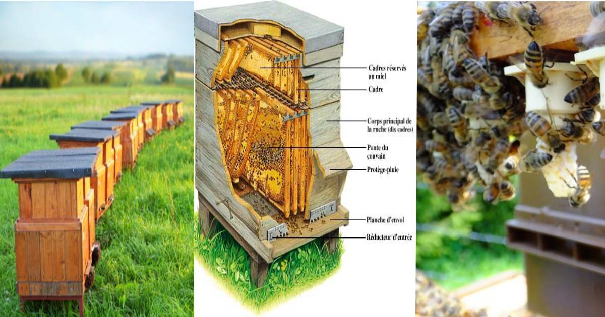 Quelles sont les méthodes d’élevage de reines d'abeilles