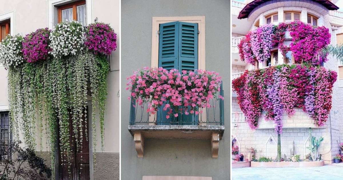 Voici les fleurs pour décorer un balcon